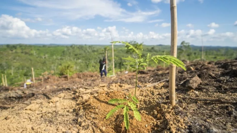 Why Reforestation Is More Than Just Planting Trees | Fairventures Worldwide