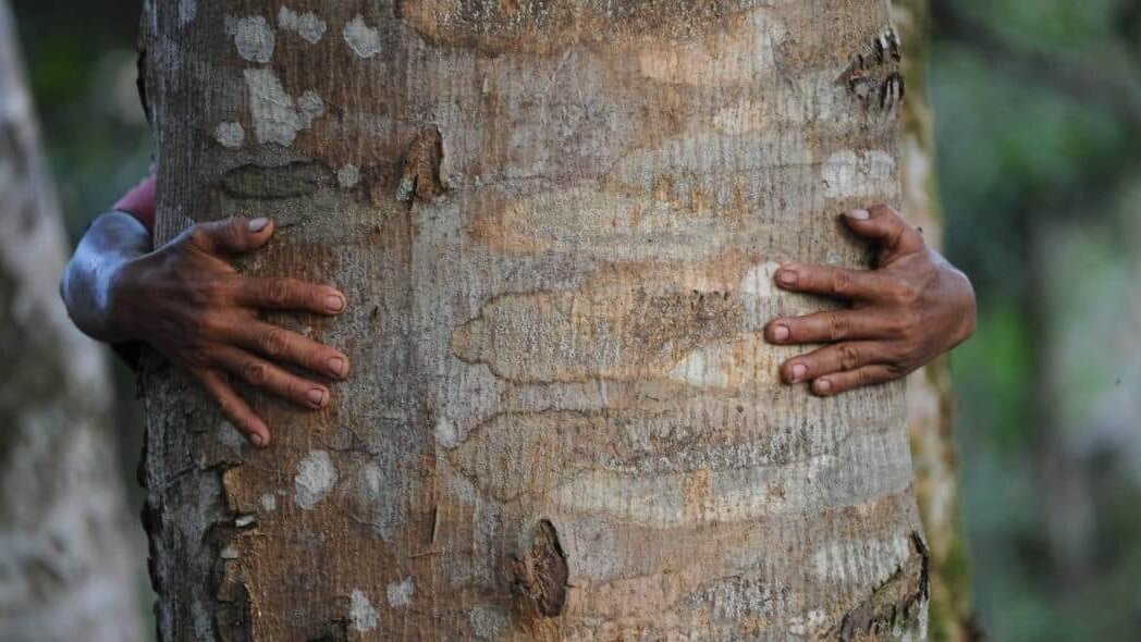 Are Wood Products Good For The Climate A Life Cycle Assessment LCA