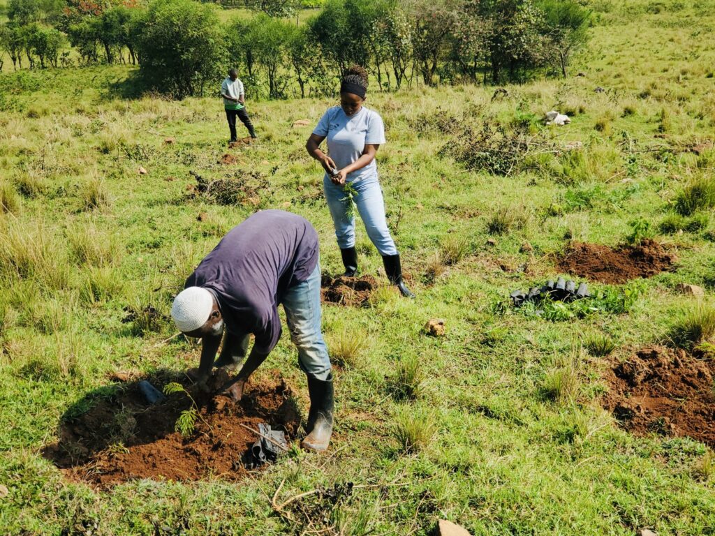 Tree Planting Season in Uganda: Growing Forests, Empowering Communities ...